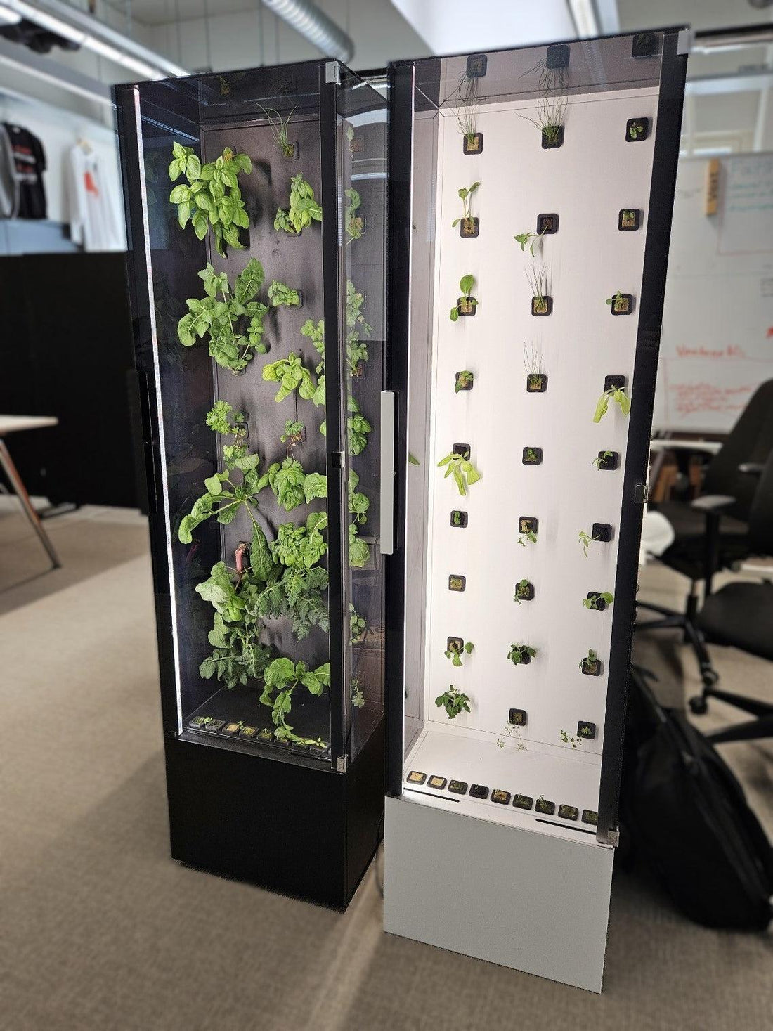 Balanced Diet Basics for Beginners | Vext